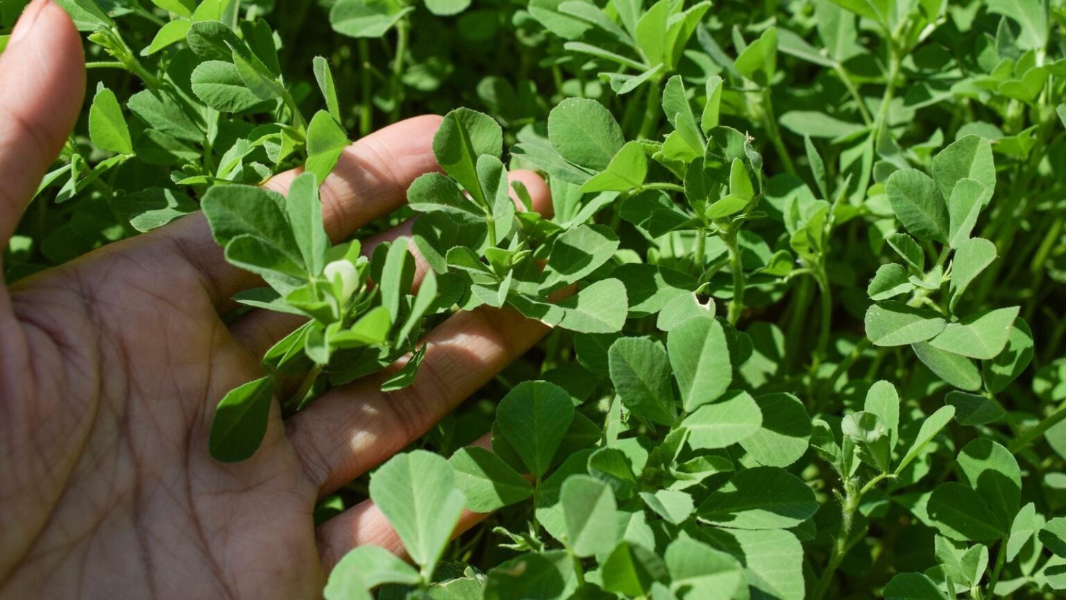 How to Plant, Grow, and Care for Fenugreek Plant