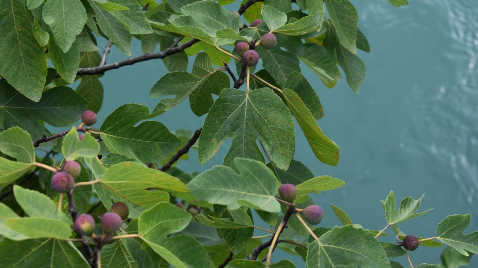 How to Prune Fig Trees for Big Harvests