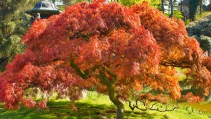 19 Cold-hardy Japanese Maple Trees for Cool Climates