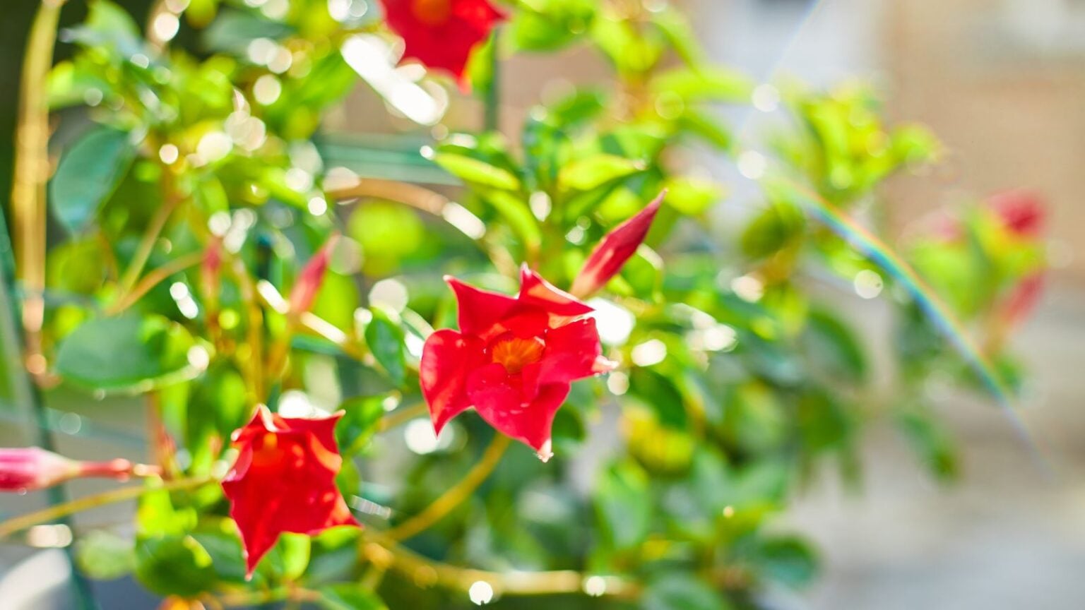 How to Plant, Grow, and Care for Dipladenia and Mandevilla