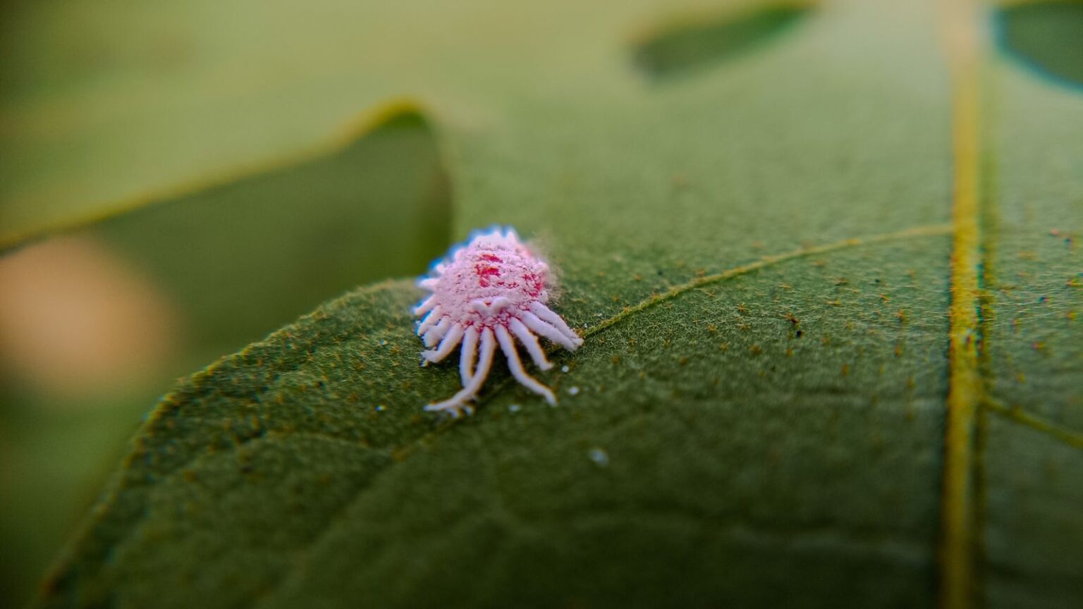 How to Remove and Prevent Mealybugs