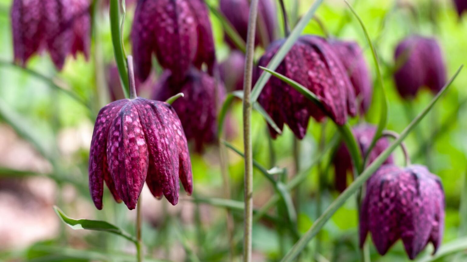 How to Plant, Grow, and Care for Fritillaria Flowers
