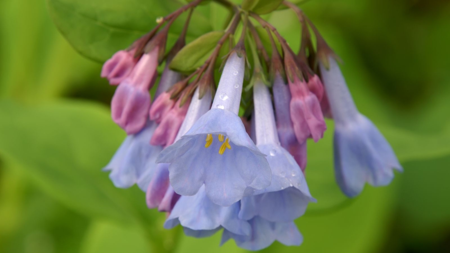 How to Plant, Grow, and Care For Virginia Bluebells