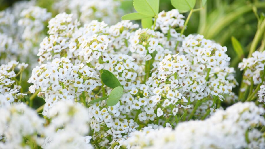 How to Plant, Grow, and Care for Alyssum