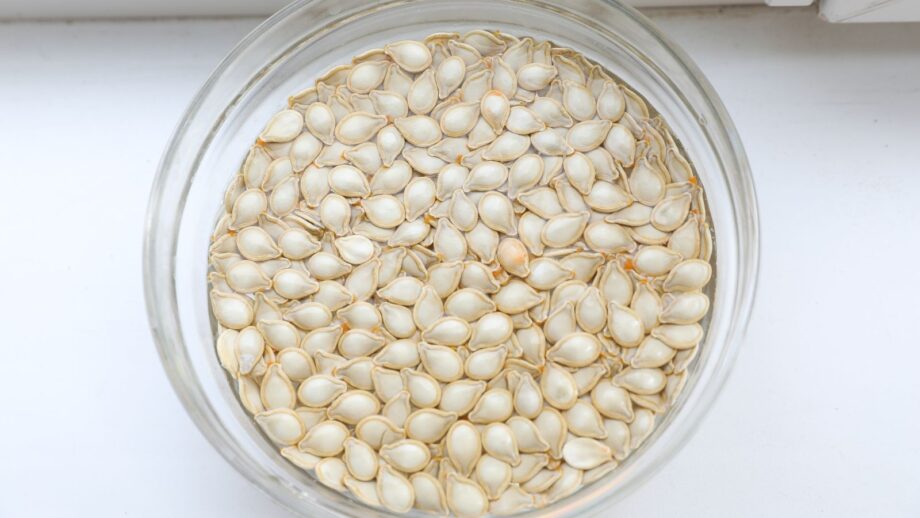 Saving Squash Seeds for Next Year's Garden: 7 Pro Tips