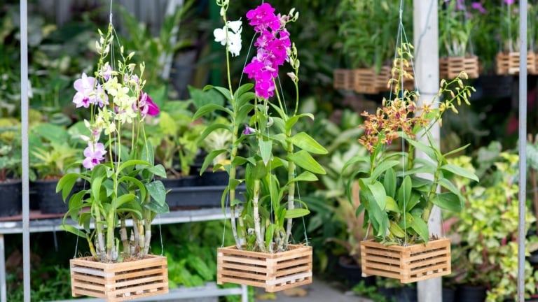 How Long do Orchids Live? 9 Tips for Increasing Orchid Lifespan