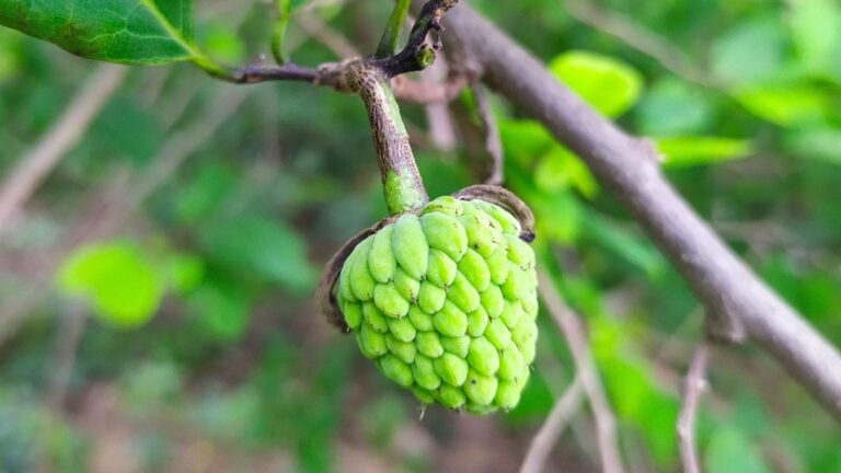 How to Plant, Grow, and Care for an Atemoya Tree