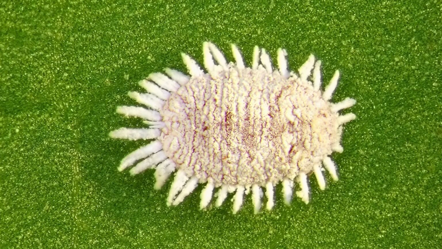 How to Remove and Prevent Mealybugs