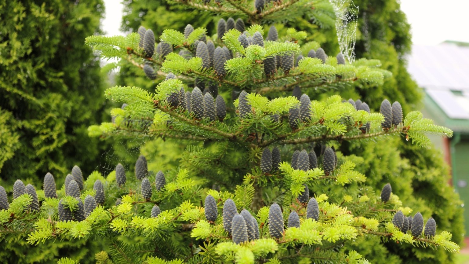 15 Trees to Plant in September