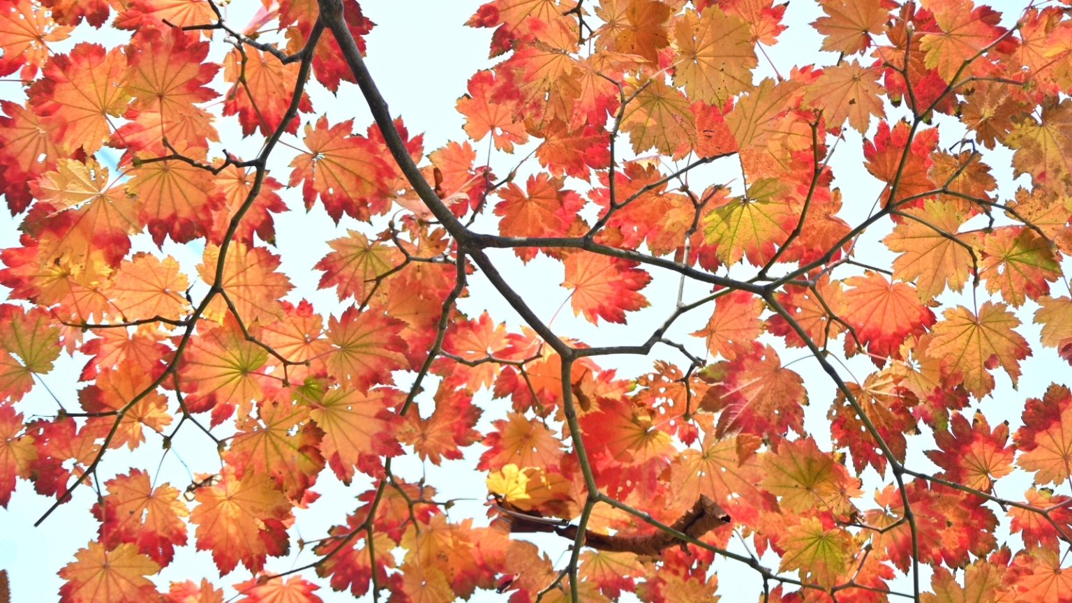 Which Trees Have the Best Fall Leaves? Our Top Picks