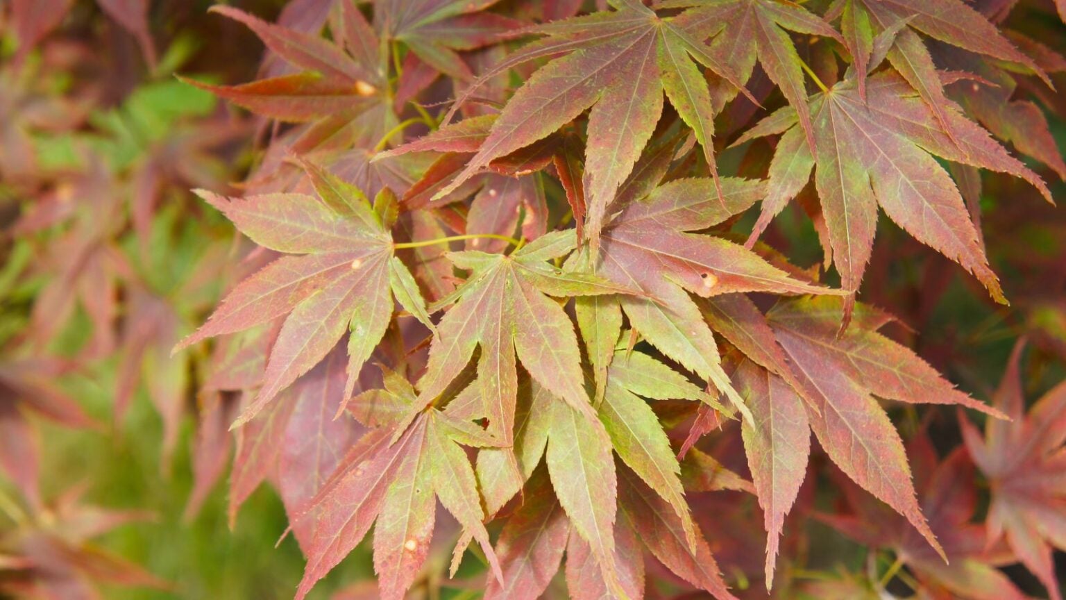 19 Cold-hardy Japanese Maple Trees for Cool Climates