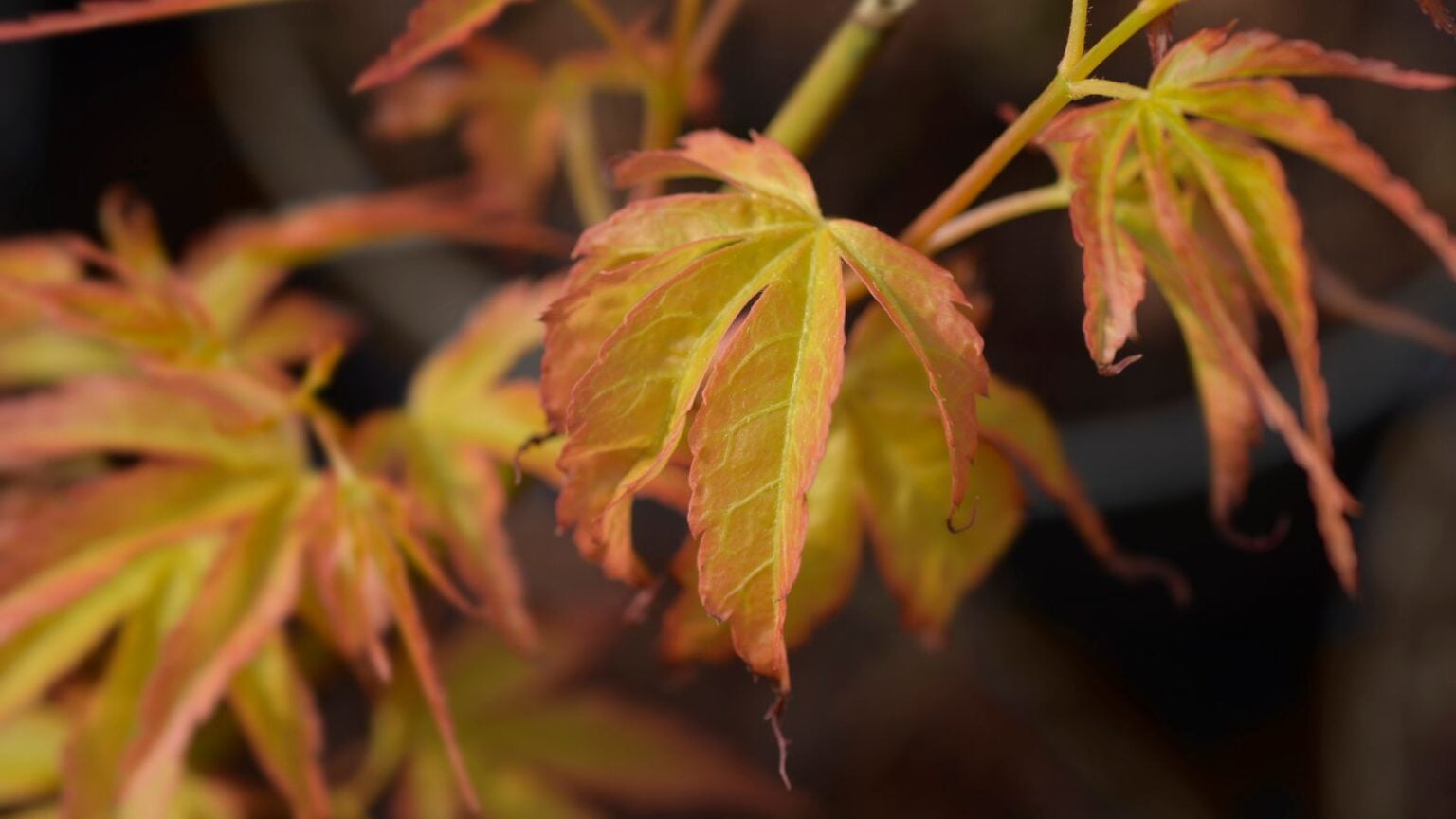 19 Cold-hardy Japanese Maple Trees for Cool Climates