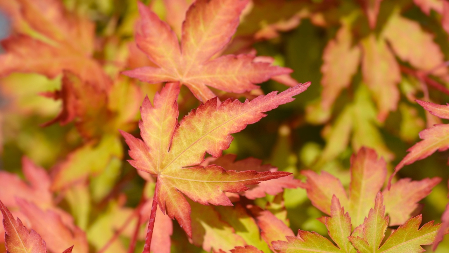 Which Trees Have the Best Fall Leaves? Our Top Picks