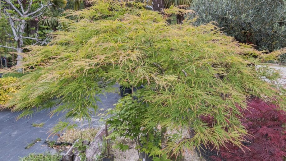 19 Cold-hardy Japanese Maple Trees for Cool Climates