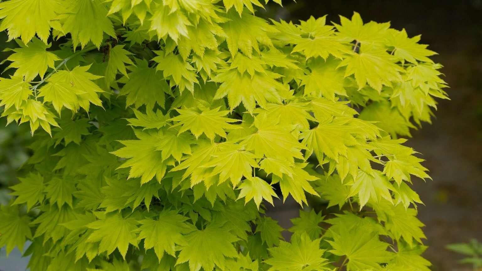 25 Perennials with Stunning Color-Changing Foliage Through the Seasons