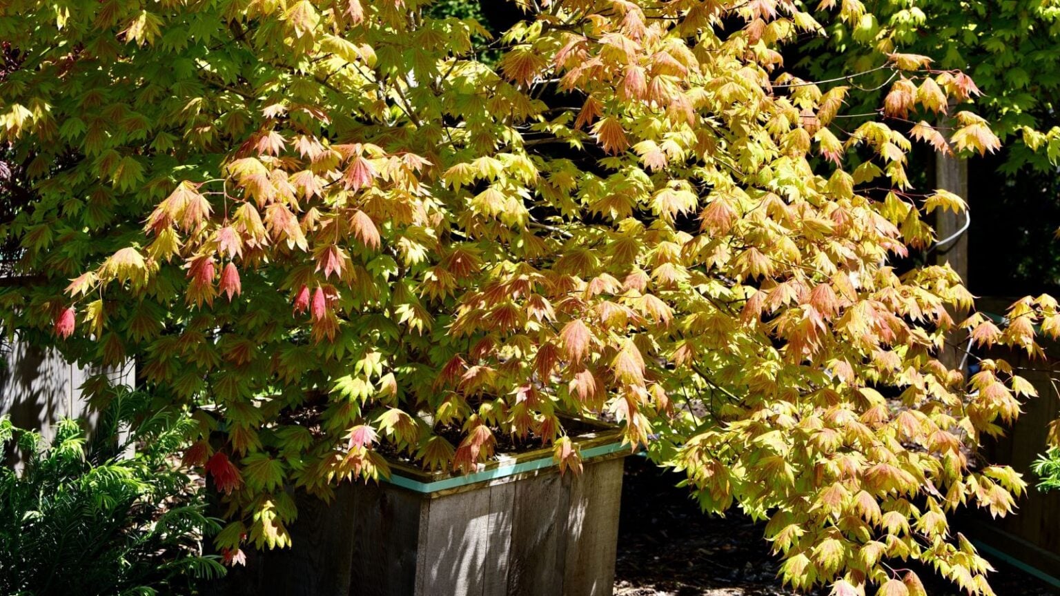 19 Cold-hardy Japanese Maple Trees for Cool Climates