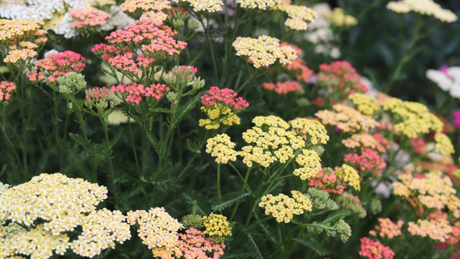 15 Perennials to Direct Sow in Fall