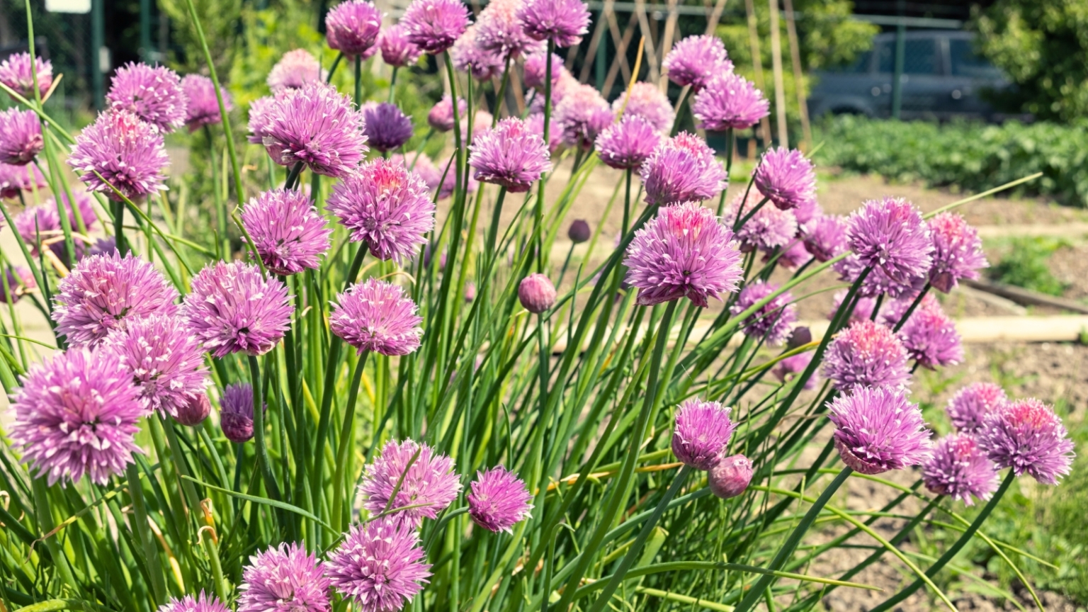 19 Herbs That Thrive in the Fall