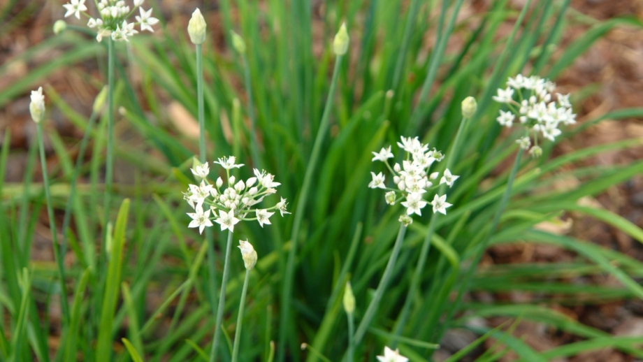 19 Herbs That Thrive in the Fall