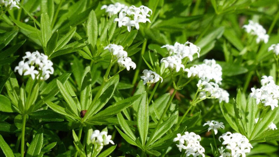 How to Plant, Grow, and Care for Sweet Woodruff