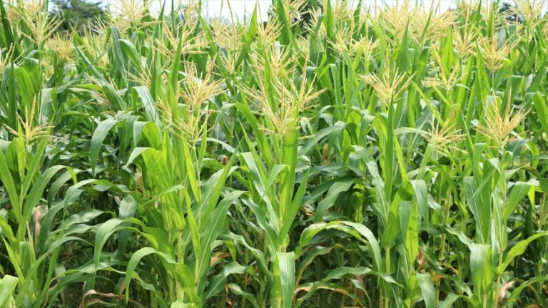 How to Plant, Grow, and Care for Corn