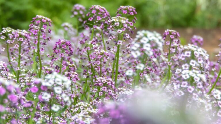 How to Plant, Grow, and Care for Alyssum