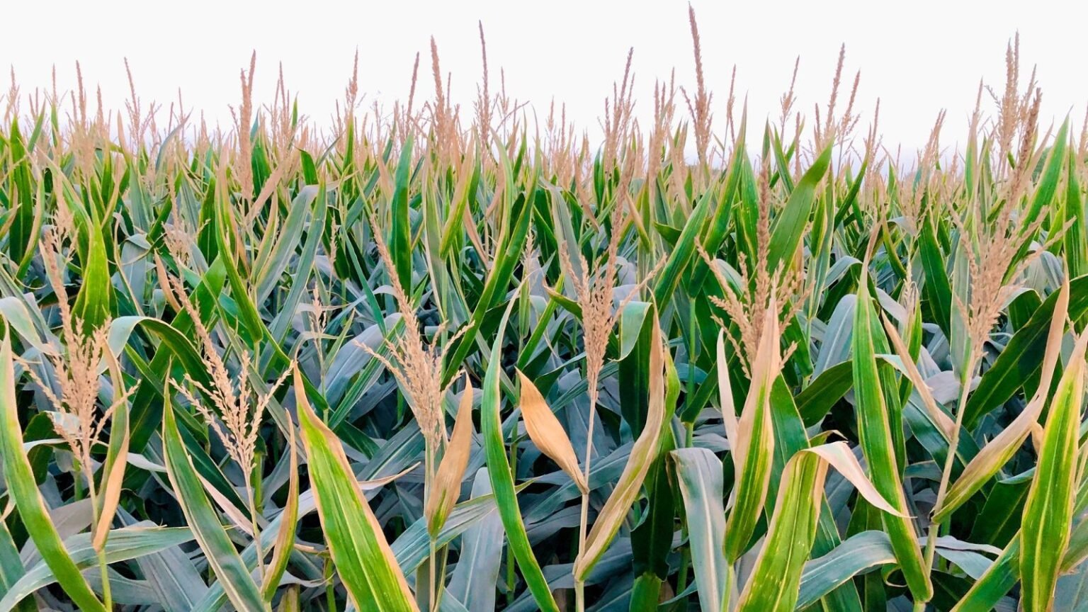 How to Plant, Grow, and Care for Corn