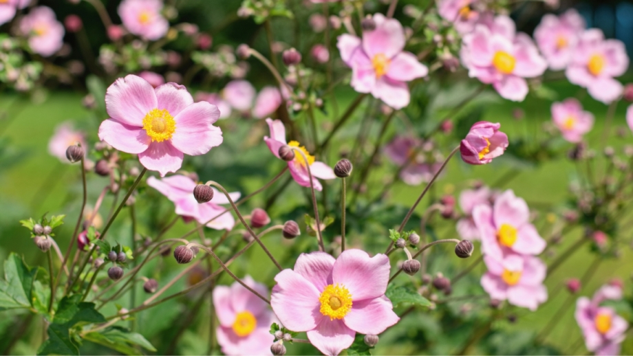 25 Perennials to Cut Back in October