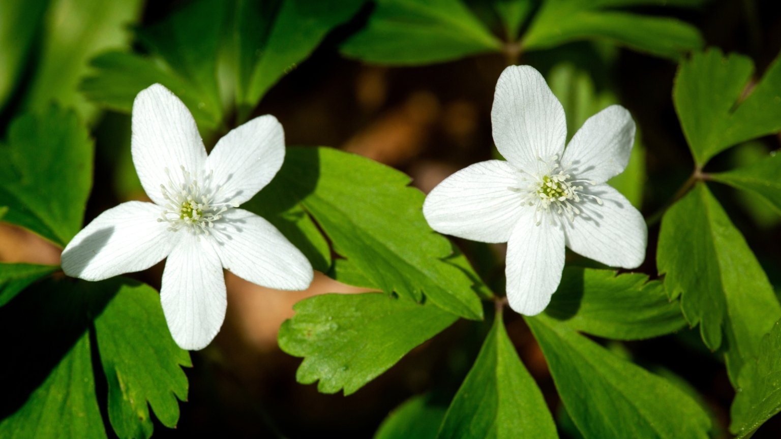 23 Native Seeds that Require Cold Stratification to Plant in Fall