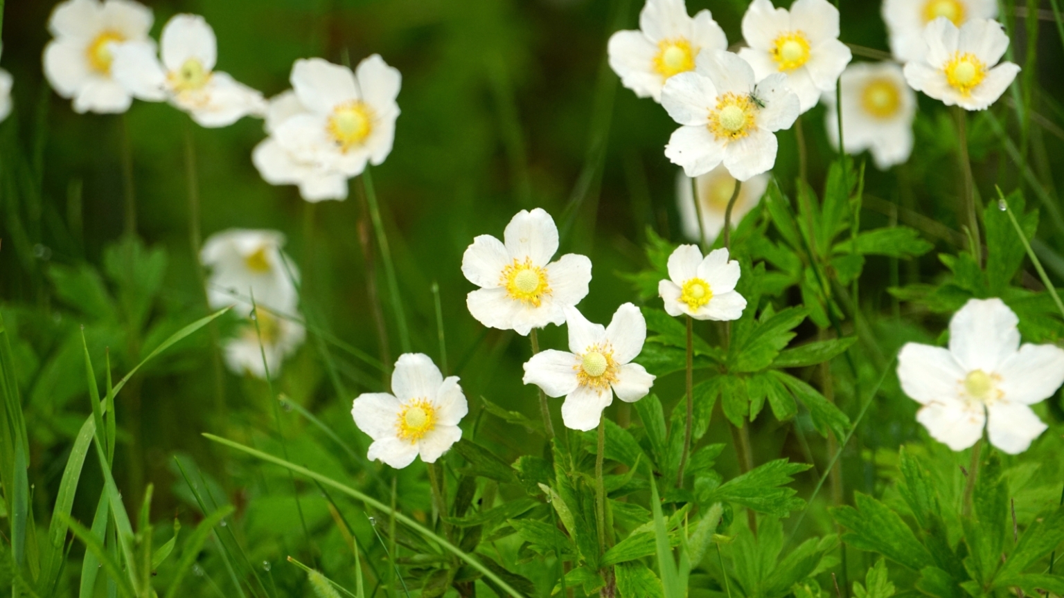 13 Anemone Varieties to Plant in October