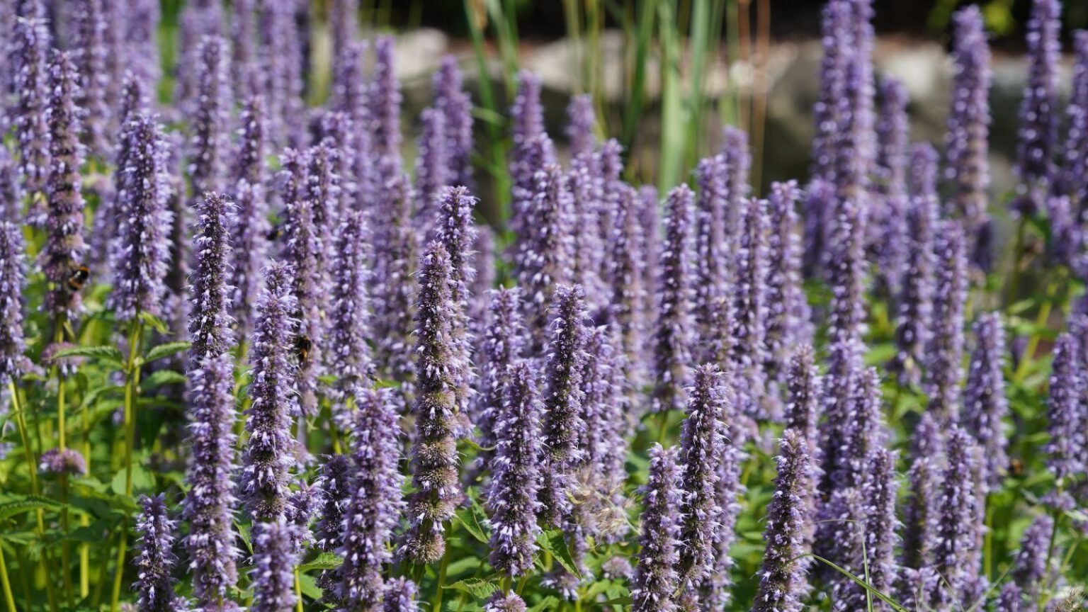 15 Plants That Provide Essential Nectar for Pollinators in Fall