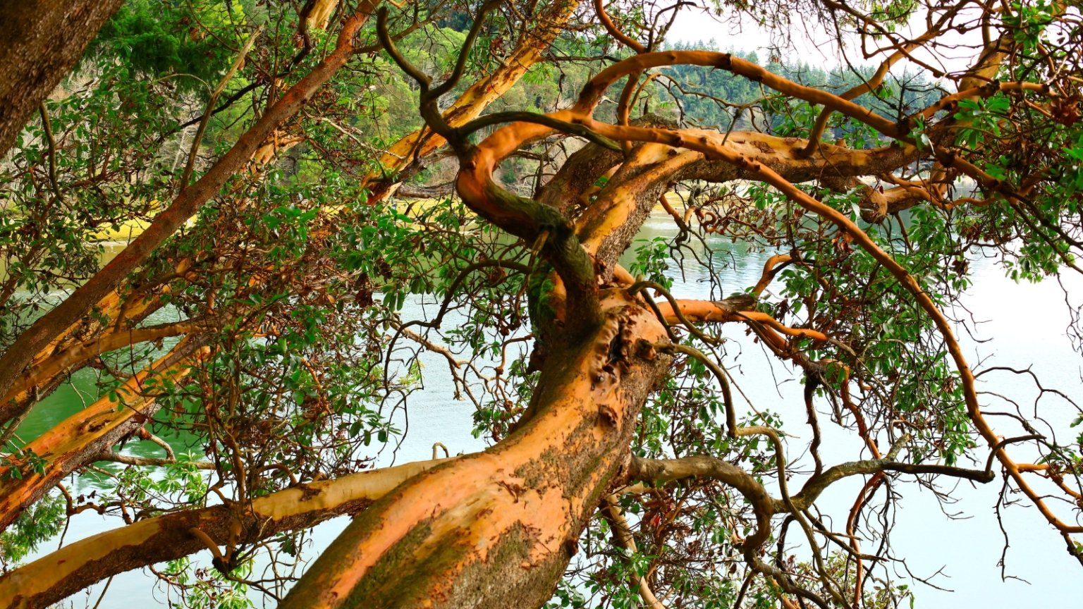 27 Best Drought-Tolerant Trees For Your Landscape