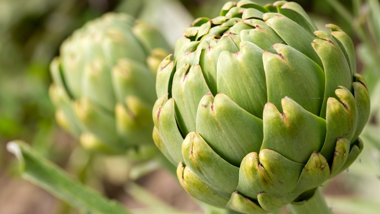 15 Perennials to Direct Sow in Fall