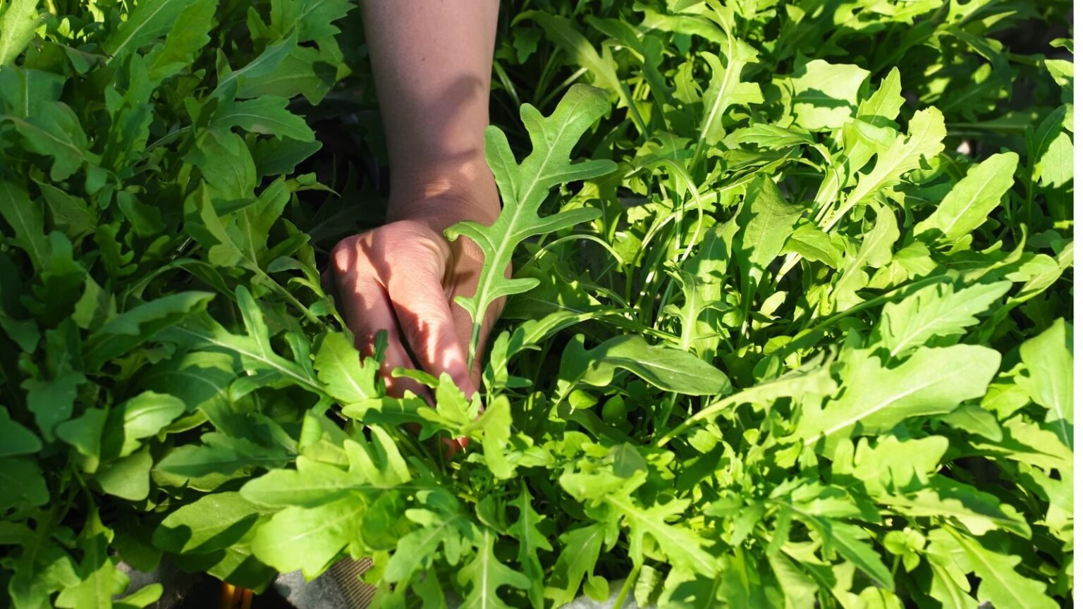 How to Plant, Grow, and Care for Arugula