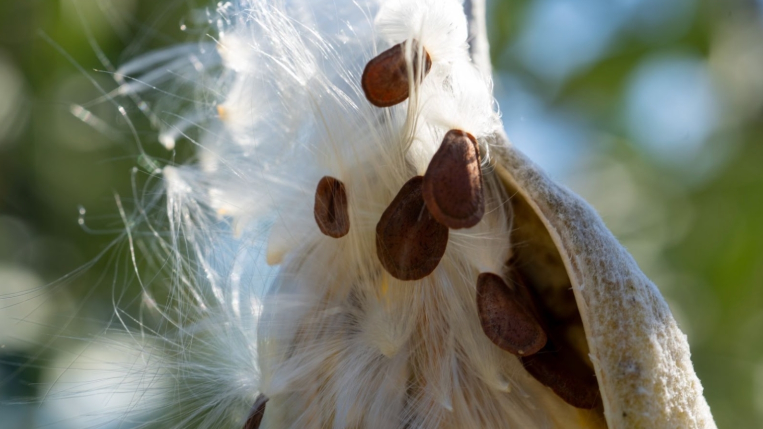 9 Native Plant Seeds to Collect Now