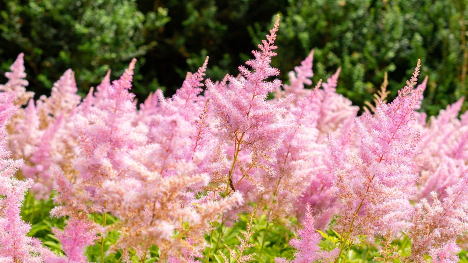Astilbe Care: Plumes Of Brilliant Flowers - Epic Gardening