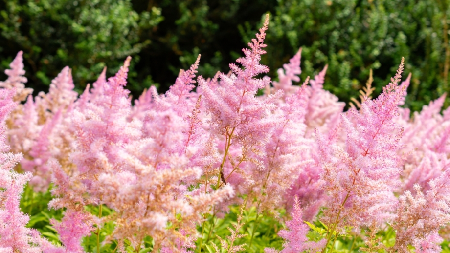 Astilbe Care: Plumes Of Brilliant Flowers - Epic Gardening