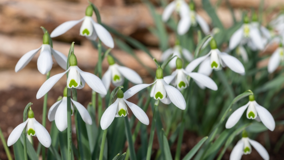 When and How to Plant Snowdrops Bulbs for Early Blooms