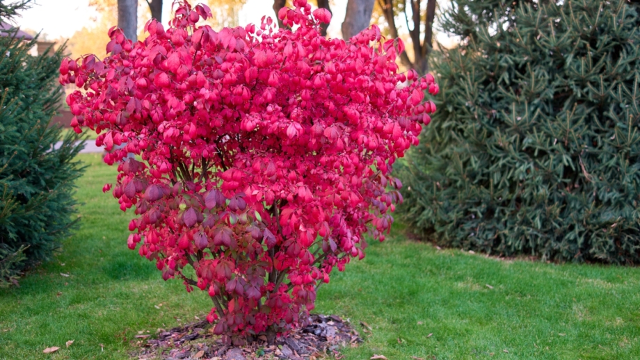7 Reasons You Should Never Plant Burning Bush in Your Landscape