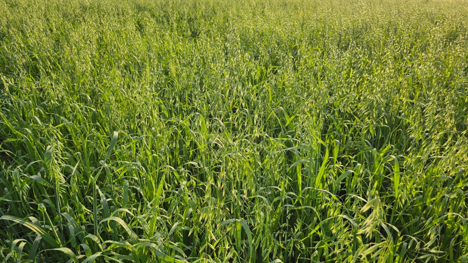 13 Cover Crops You Should Plant in September