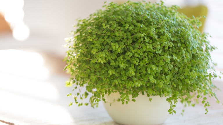 21 Kid-Friendly Houseplants for Your Budding Plant Enthusiast
