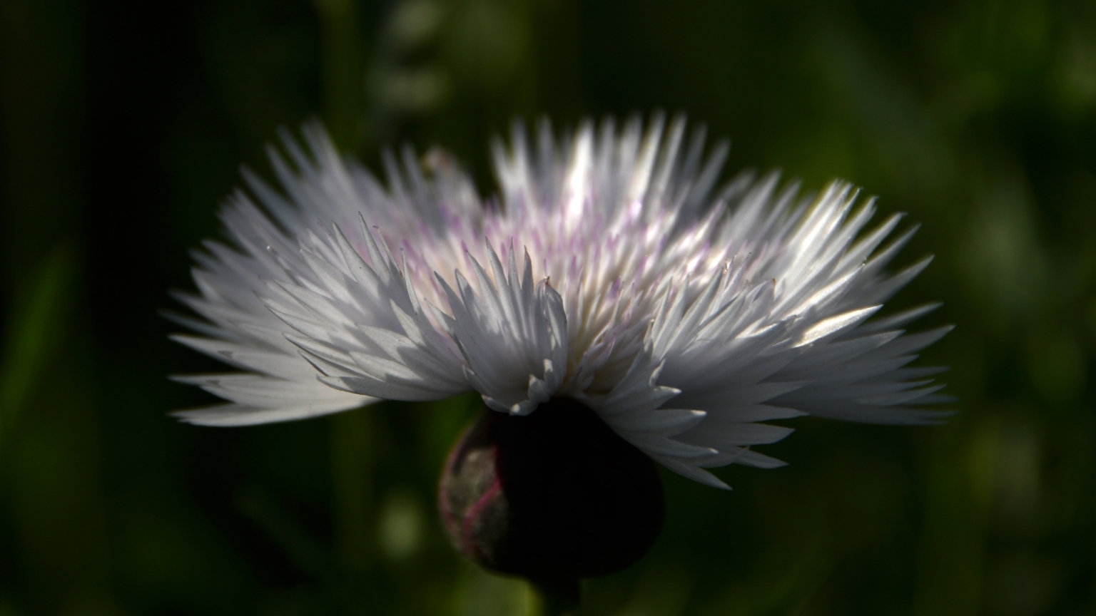 11 Flowers to Plant in Fall for Warm Climate Gardeners