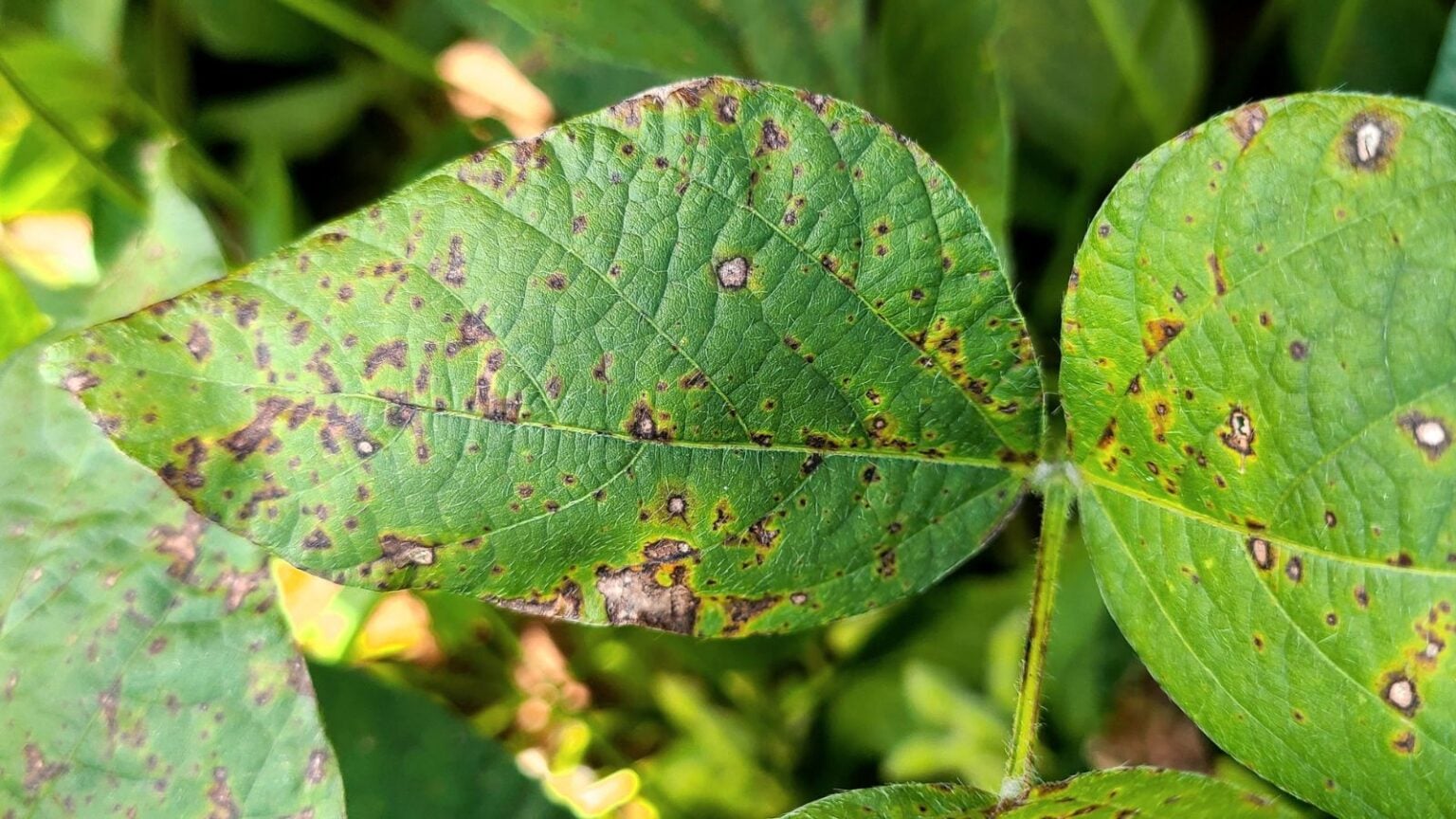 Brown Spots On Leaves: Causes and Solutions