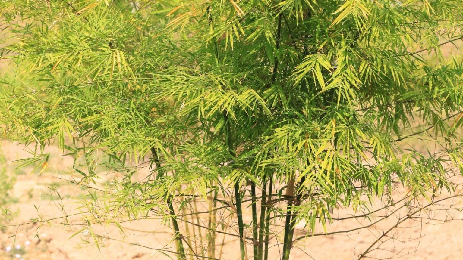 19 Fast-Growing Plants to Grow with Kids