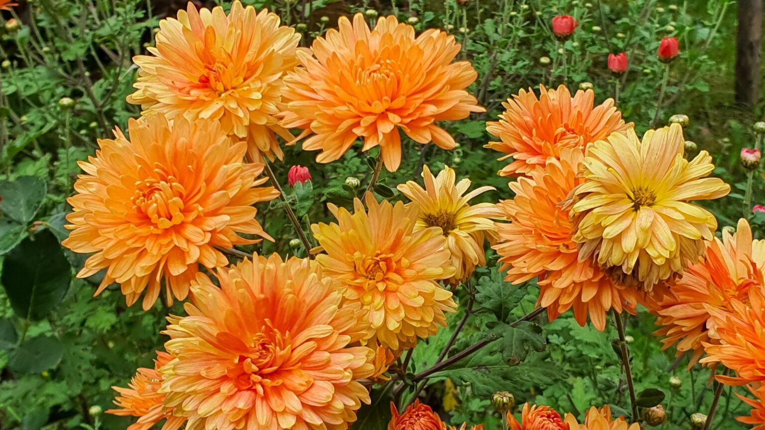 5 Tips for Selecting the Best Mums