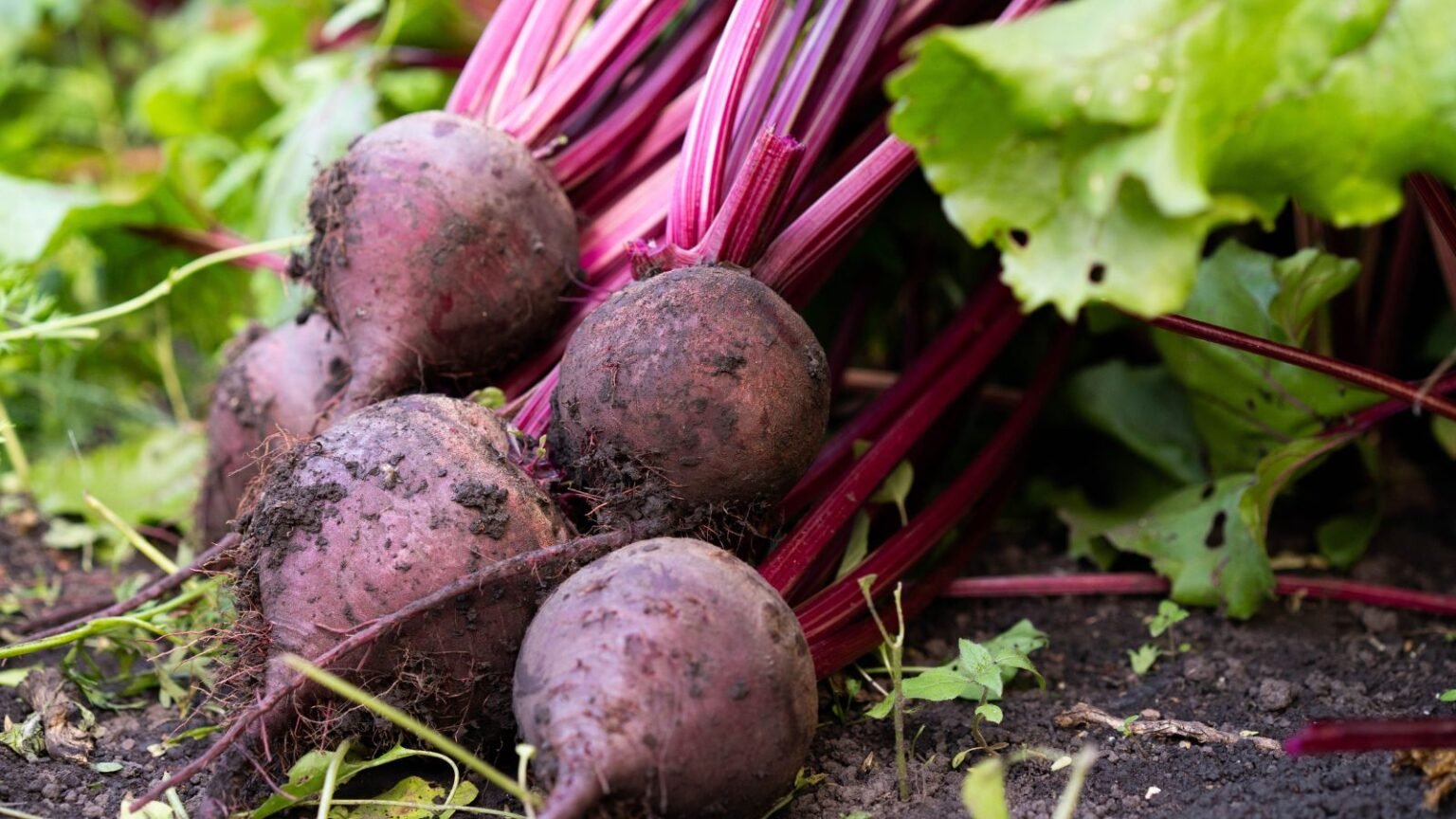 13 Delicious Root Vegetables You Should Grow This Year