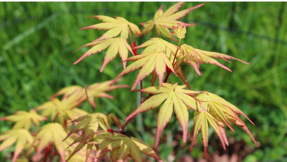 19 Cold-hardy Japanese Maple Trees for Cool Climates