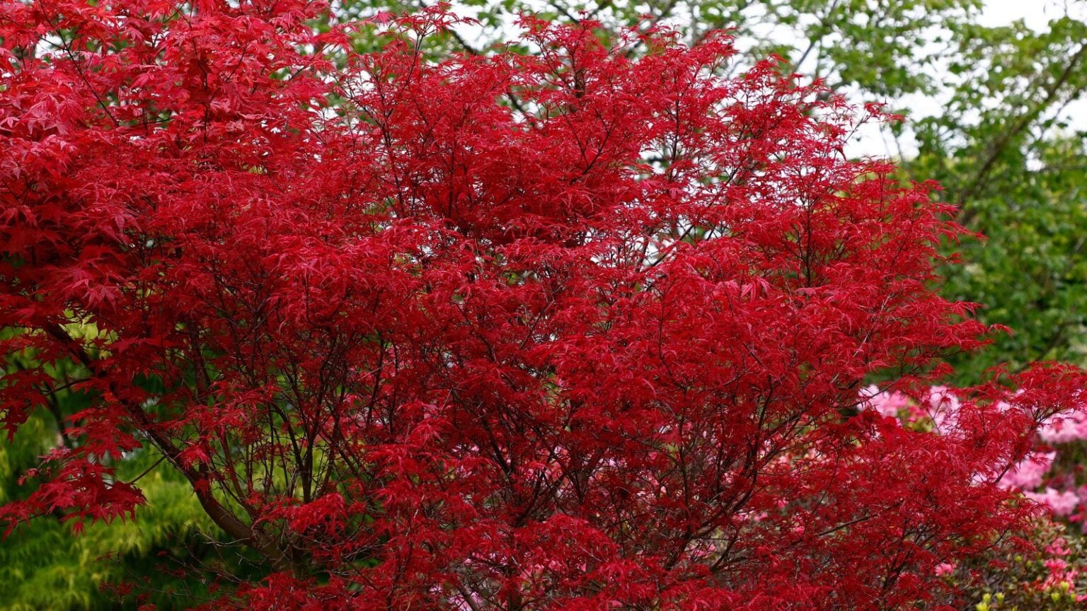 19 Cold-hardy Japanese Maple Trees for Cool Climates