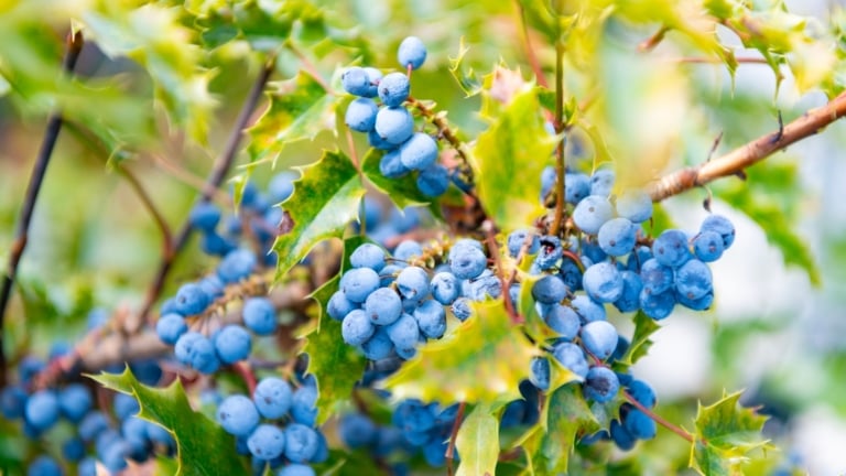 21 Ornamental Plants with Fall Berries