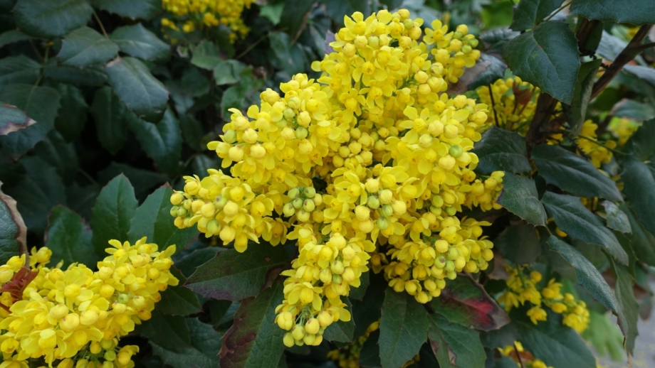 15 Native Evergreen Shrubs to Boost Your Landscape's Year-Round Appeal